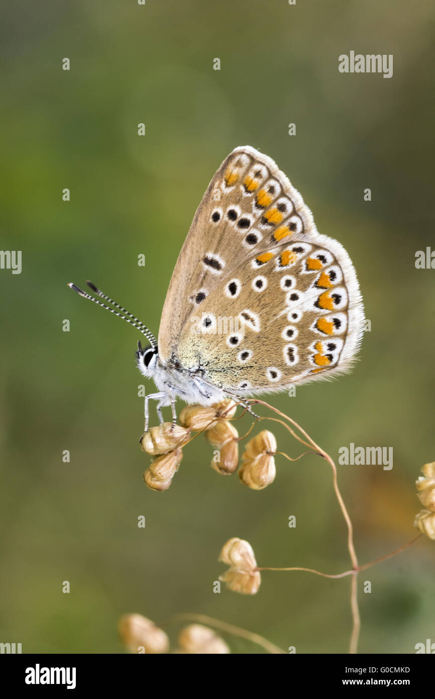 Polyommatus icarus, Common Blue butterfly, Germany Stock Photo - Alamy