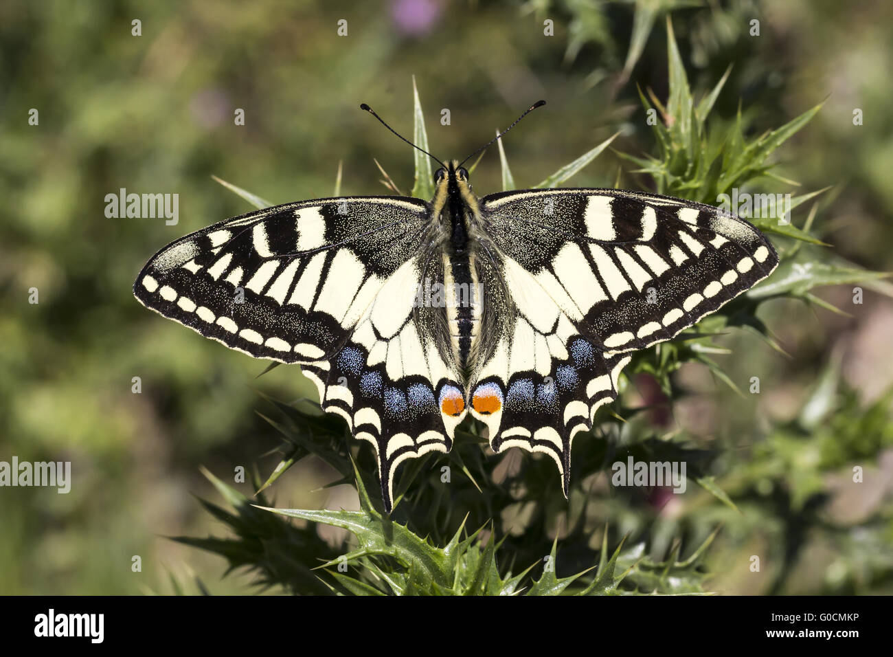 Papilio machaon, Swallowtail butterfly from Europe Stock Photo - Alamy