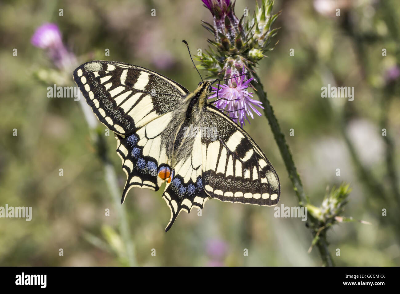 Papilio machaon, Swallowtail butterfly from Europe Stock Photo - Alamy