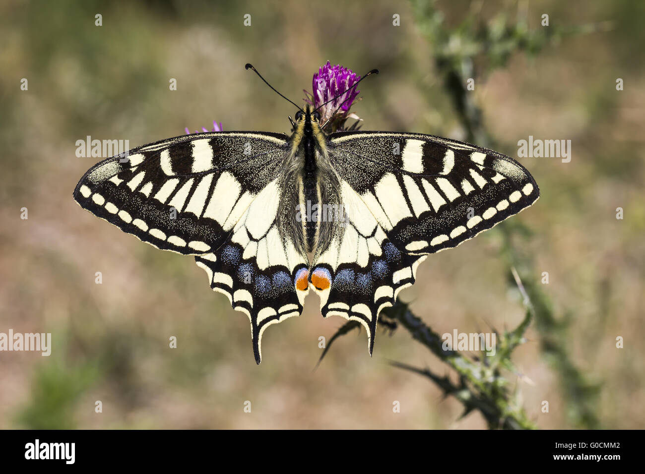 Papilio machaon, Swallowtail butterfly from Europe Stock Photo - Alamy