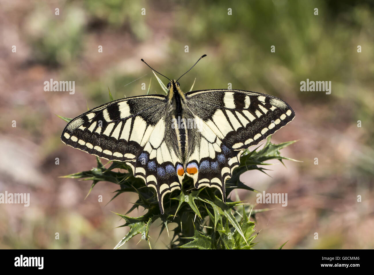 Papilio machaon, Swallowtail butterfly from Europe Stock Photo - Alamy