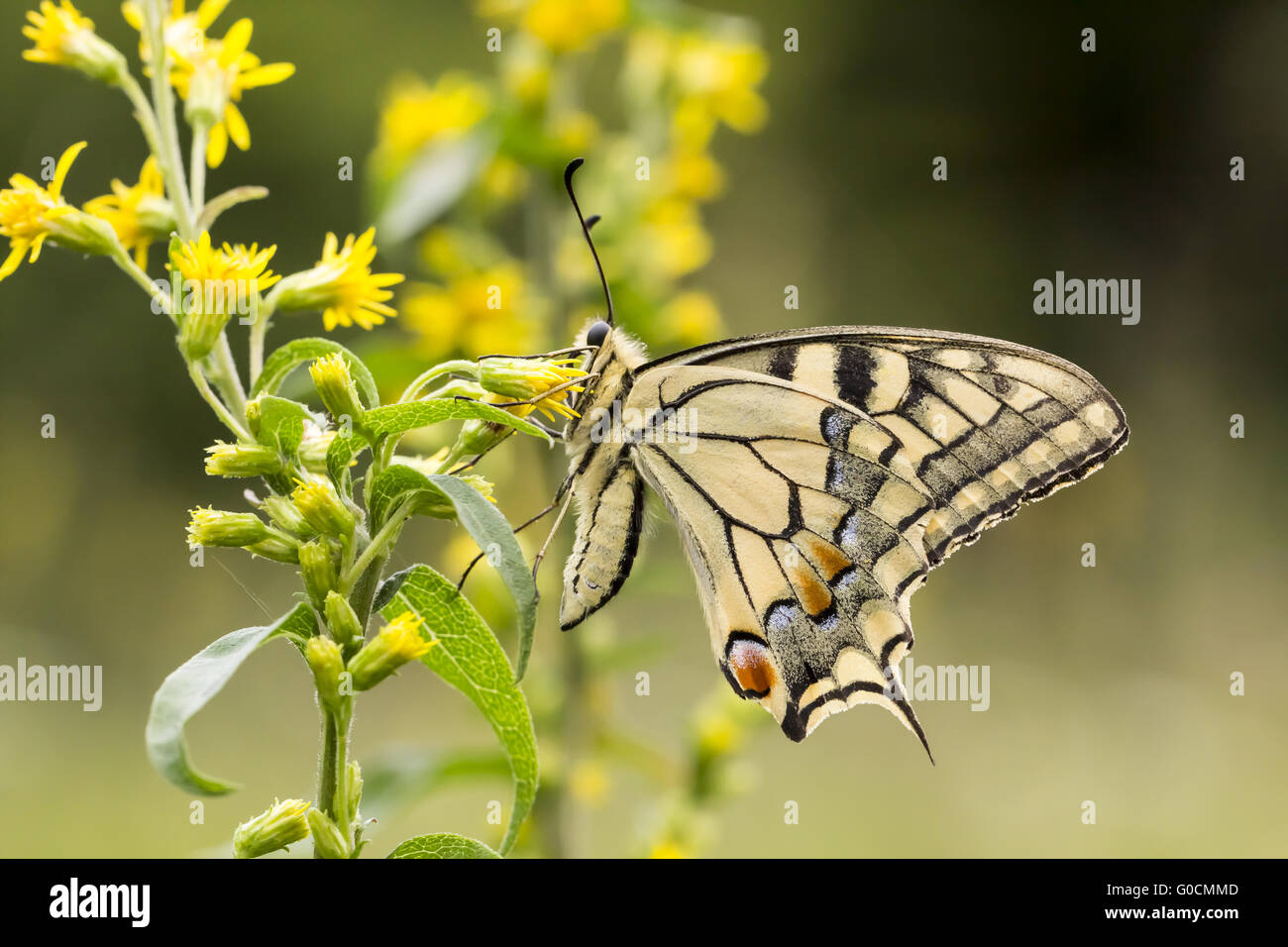 Papilio machaon, Swallowtail butterfly from Europe Stock Photo - Alamy