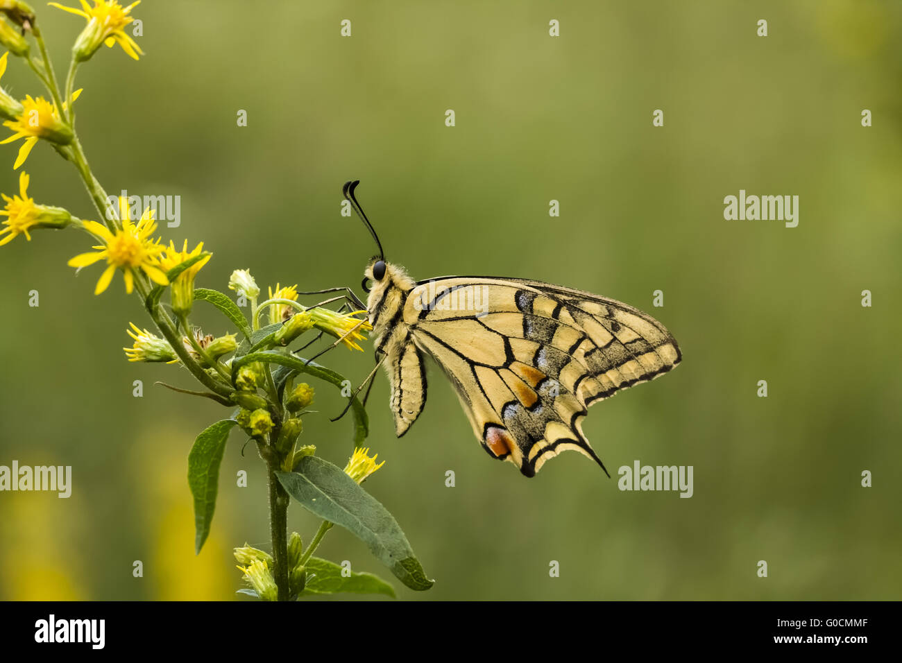 Papilio machaon, Swallowtail butterfly from Europe Stock Photo - Alamy