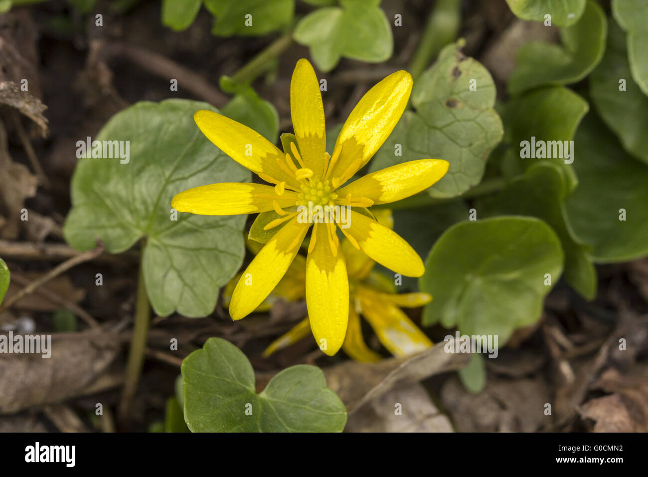Ranunculus ficaria, Lesser Celandine, Pile wort Stock Photo - Alamy