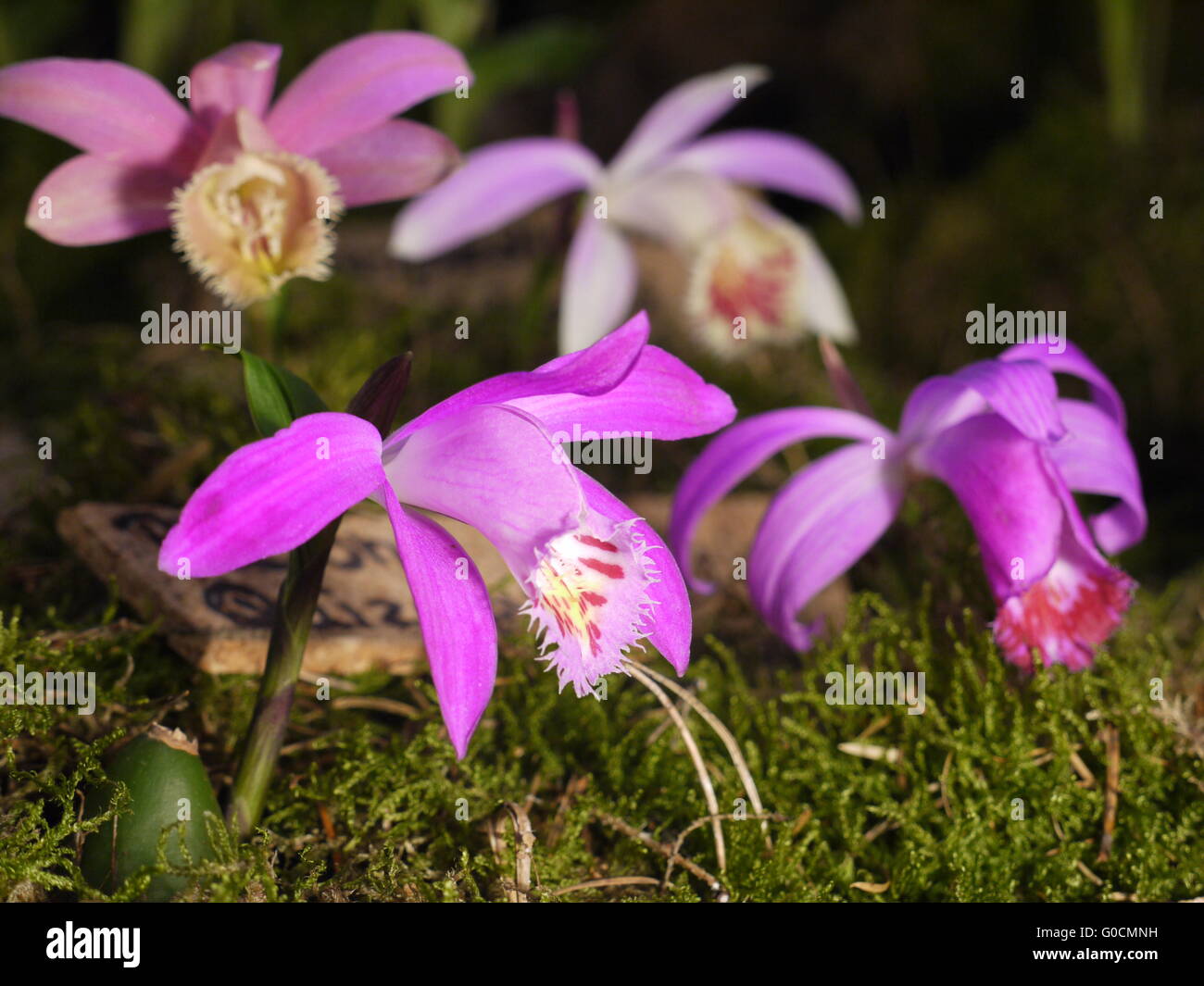Pleione orchids hi-res stock photography and images - Alamy