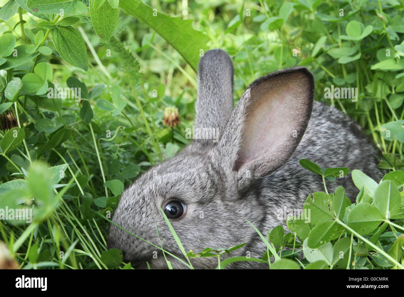 Grey rabbit clover lawn Stock Photo - Alamy
