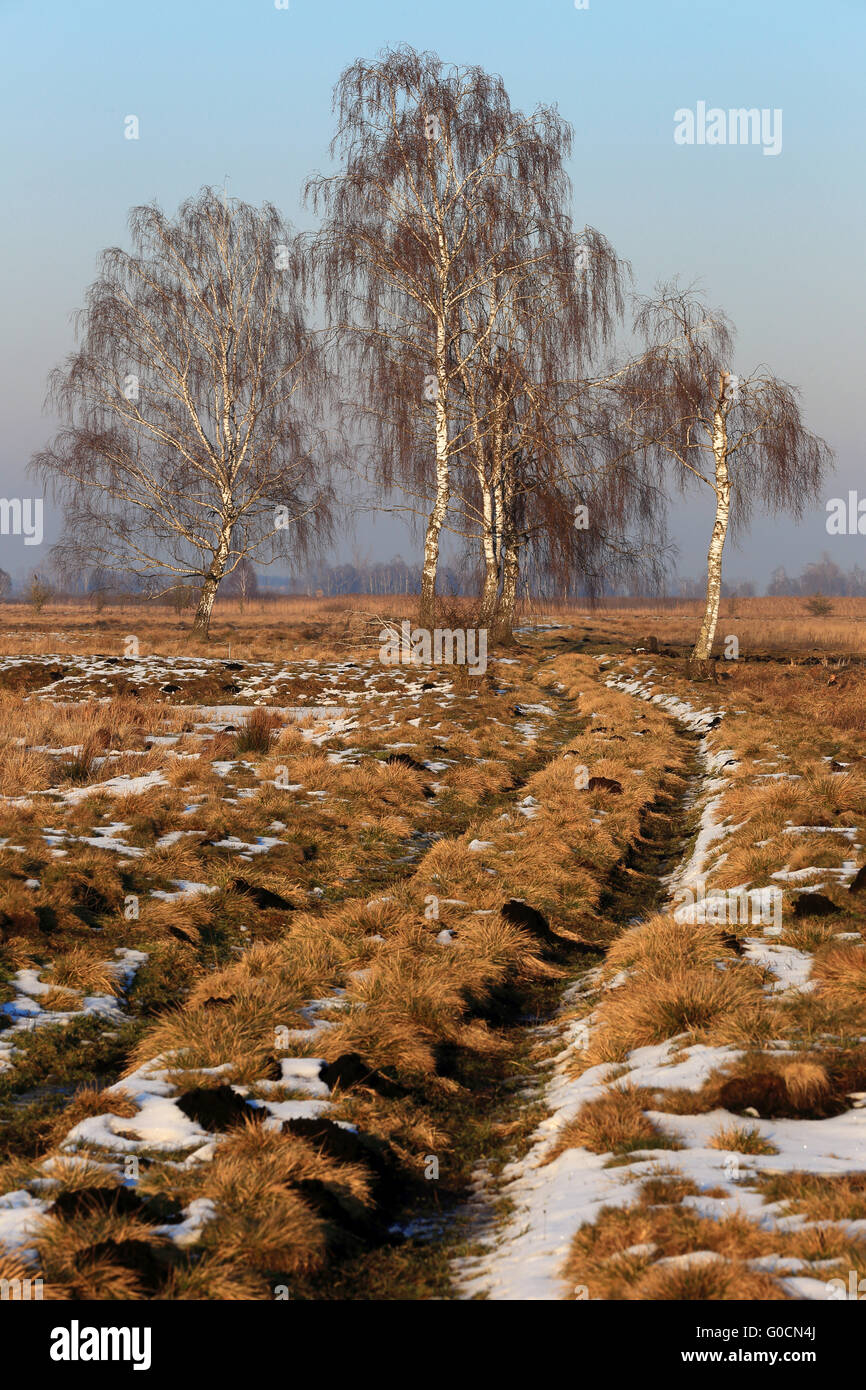 Fen landscape hi-res stock photography and images - Alamy