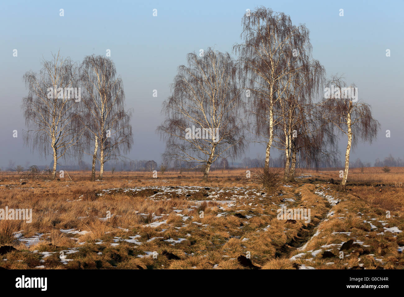 Winter fen landscape with birch trees, Bavaria Stock Photo - Alamy