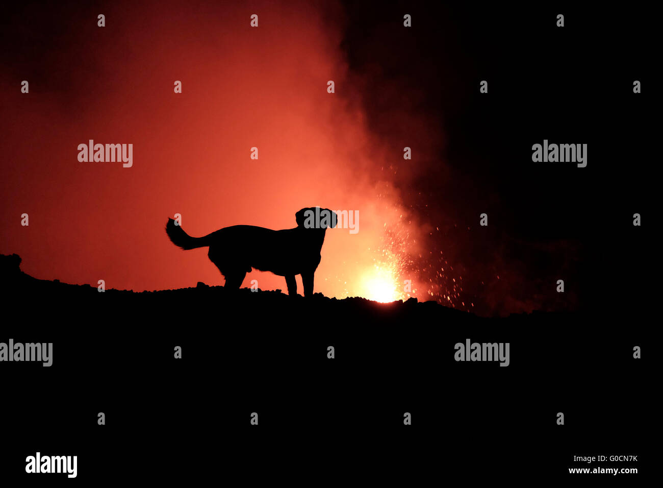 A dog gazing at a volcanic eruption from the crater of the Pacaya an ...