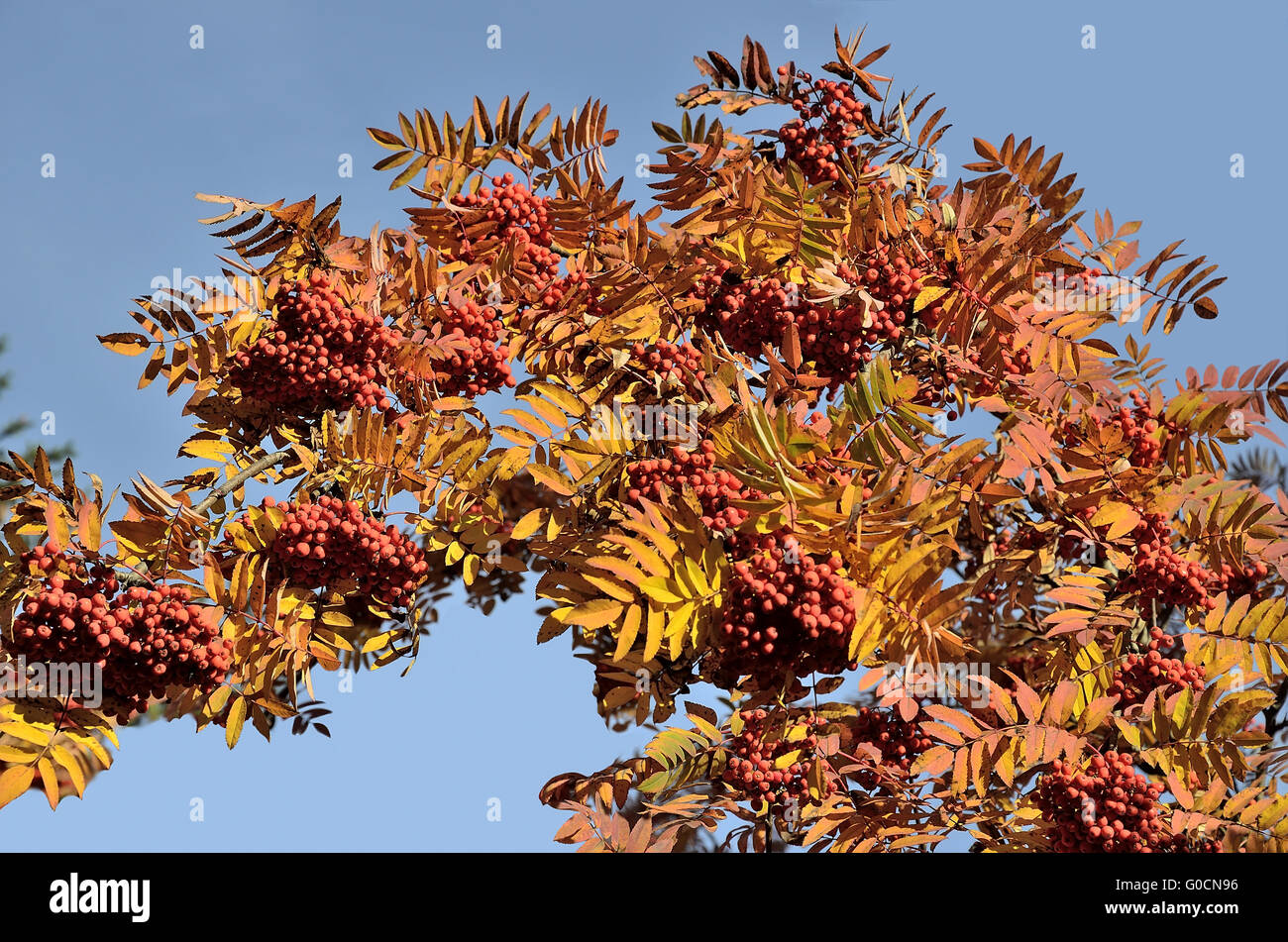 Bright autumn twig of red rowan Stock Photo - Alamy