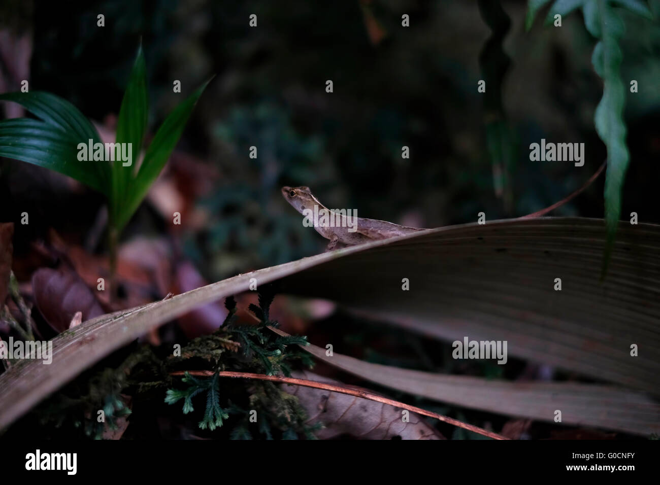 A brown anole (Anolis sagrei), also known as the Bahaman anole or De la ...