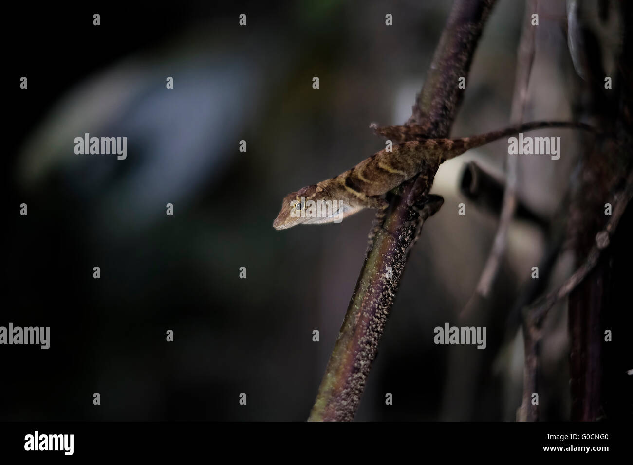 A brown anole (Anolis sagrei), also known as the Bahaman anole or De la ...