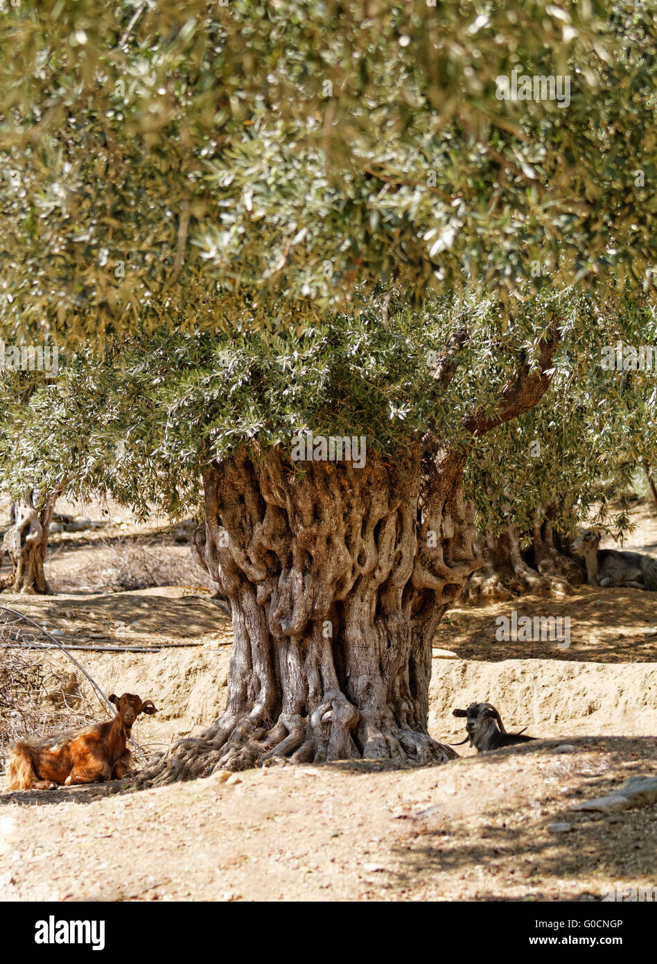 Goat grove hi-res stock photography and images - Alamy