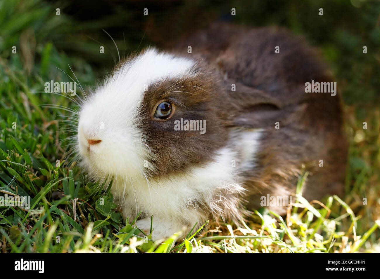 Cute bunny in green grass in the garden Stock Photo - Alamy