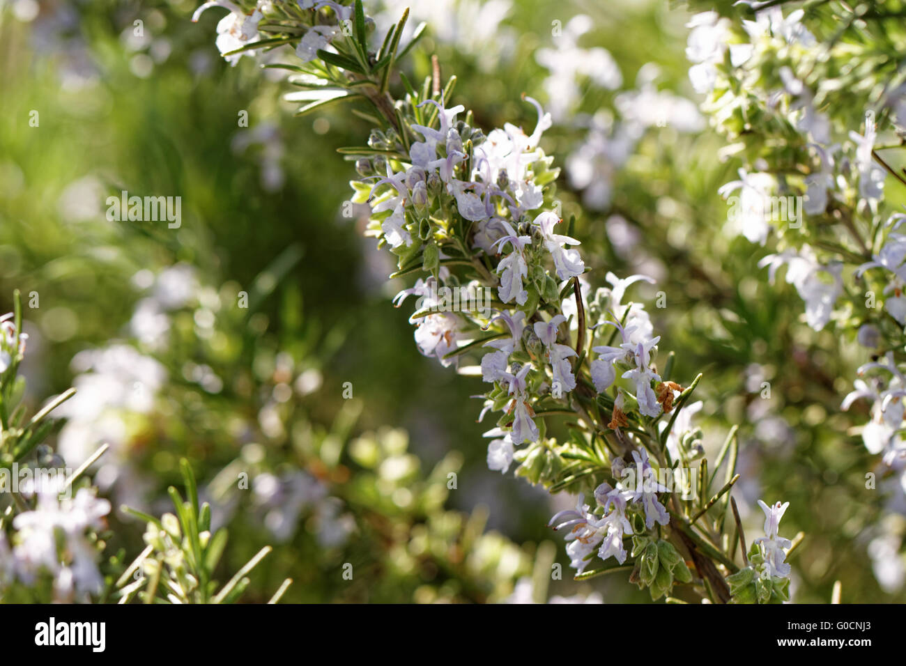 Rosemary white blossom in garden - close-up photo Stock Photo - Alamy