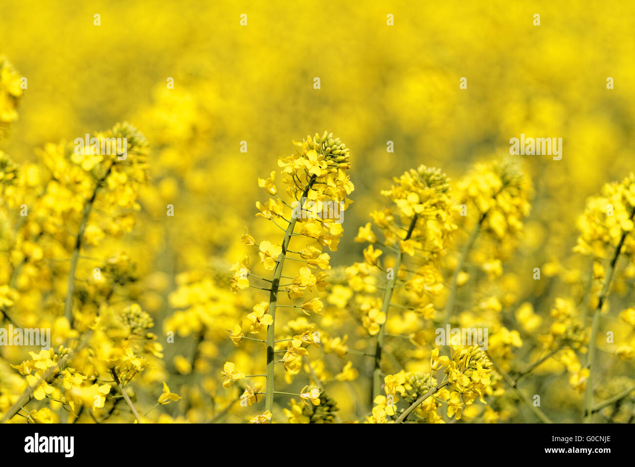 Blooming canola field - Rape on the field in summer Stock Photo - Alamy