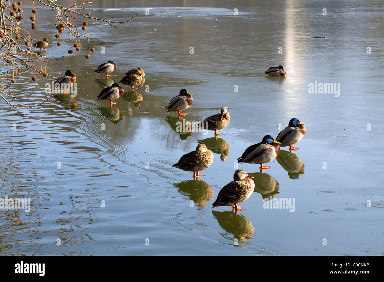 Some ducks in Germany Stock Photo - Alamy