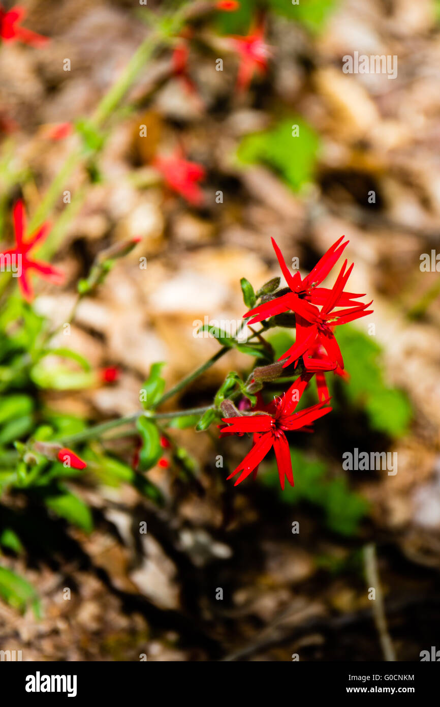 Flowers in Big South Fork Stock Photo - Alamy