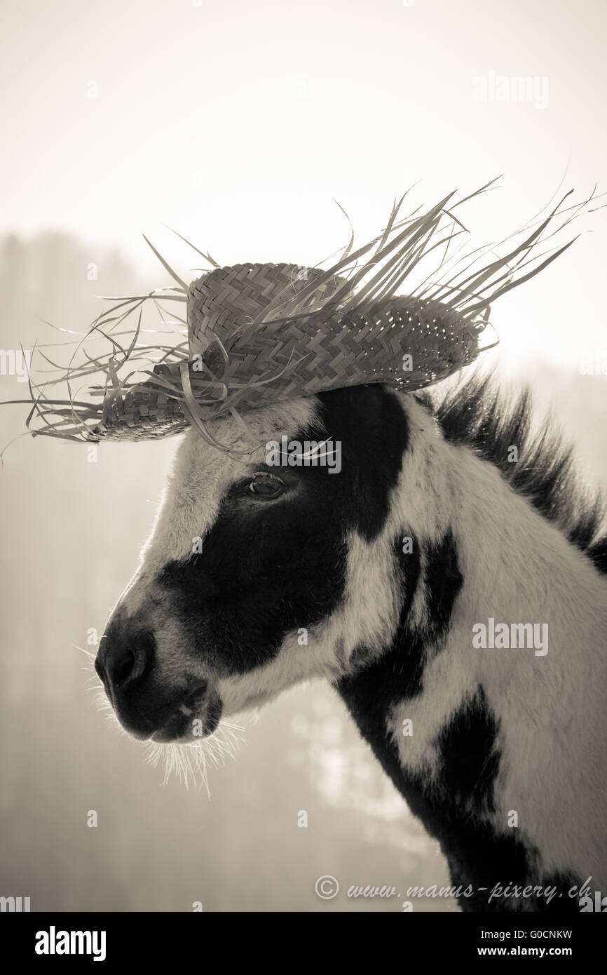Donkey with an hat hi-res stock photography and images - Alamy