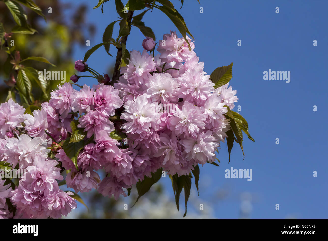 Prunus serrulata, Flowering cherry tree in spring Stock Photo - Alamy