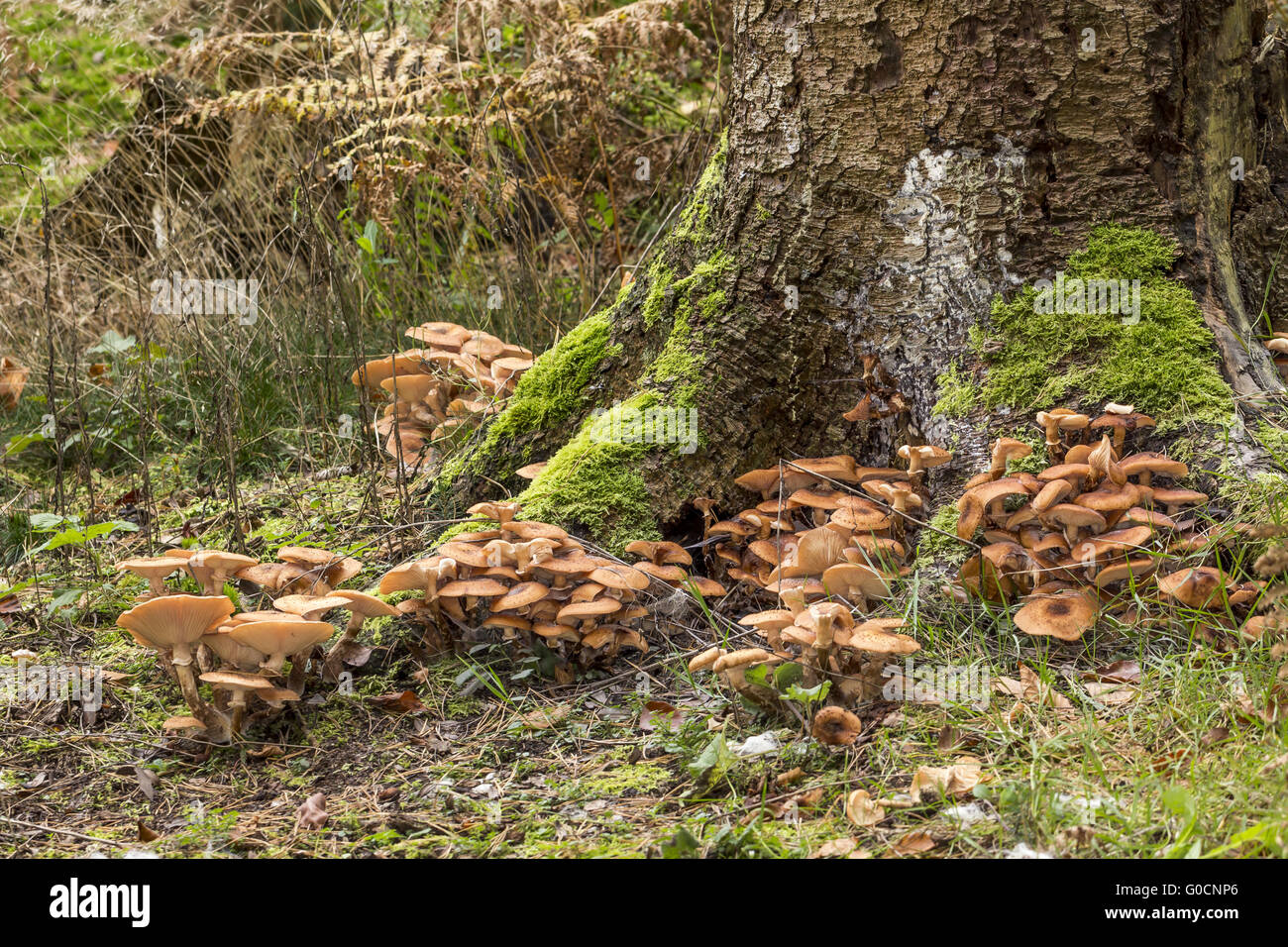 Honey fungus (Armillaria) old mushrooms, Germany Stock Photo - Alamy