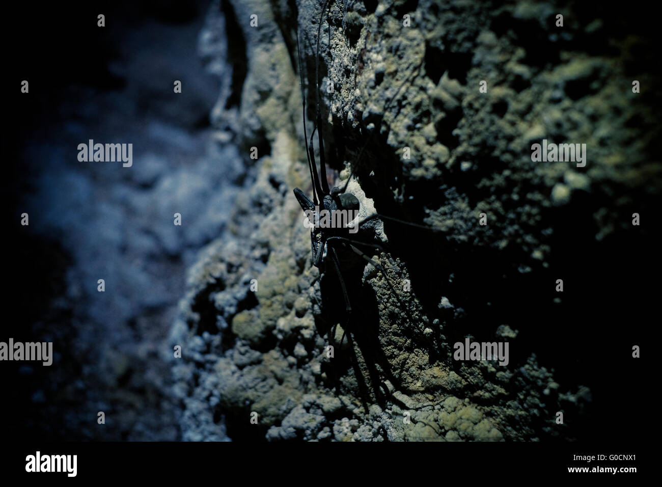A large spider inside the Candelaria natural cave system famous for its ...
