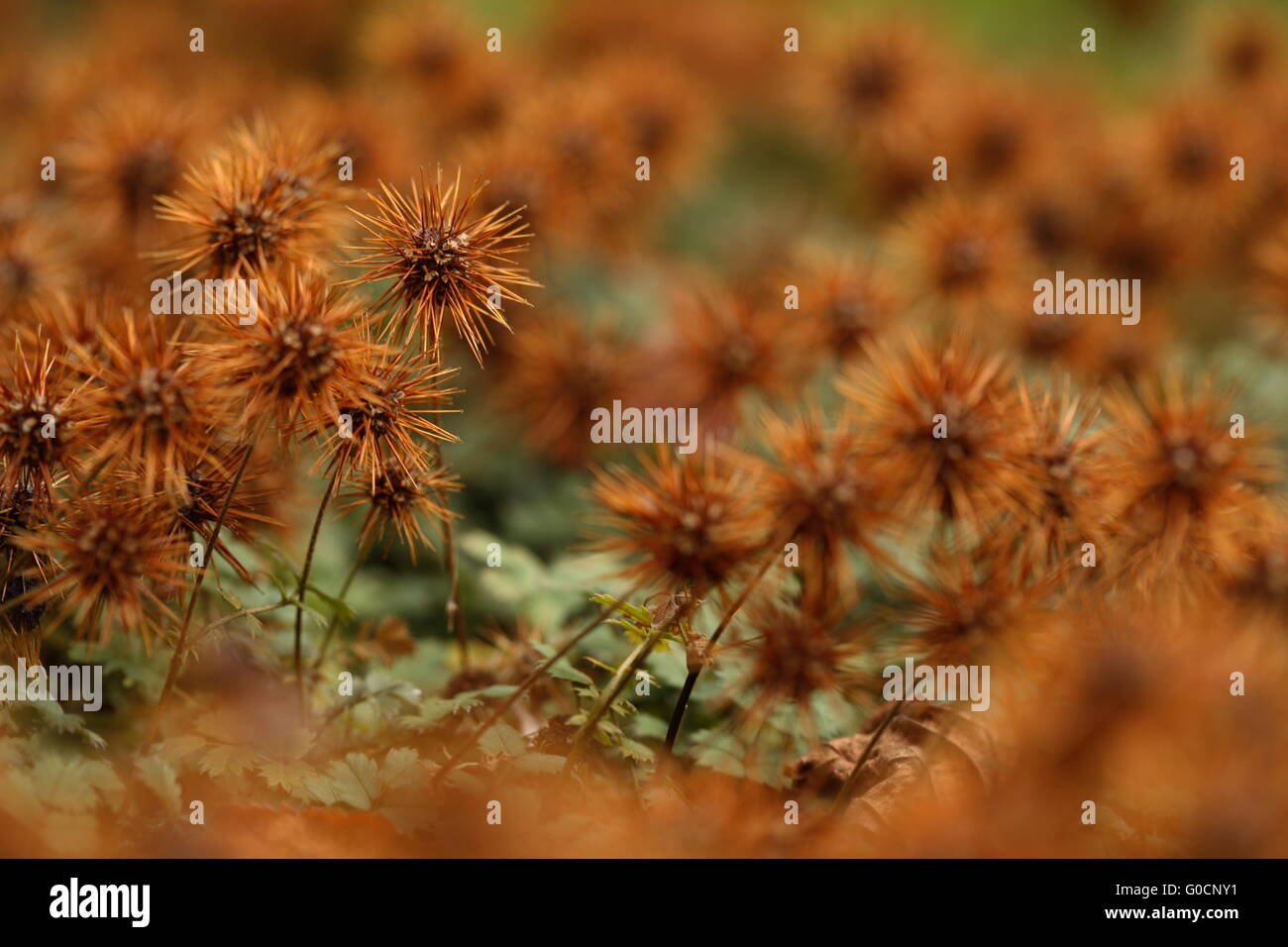 Burr plant hi-res stock photography and images - Alamy