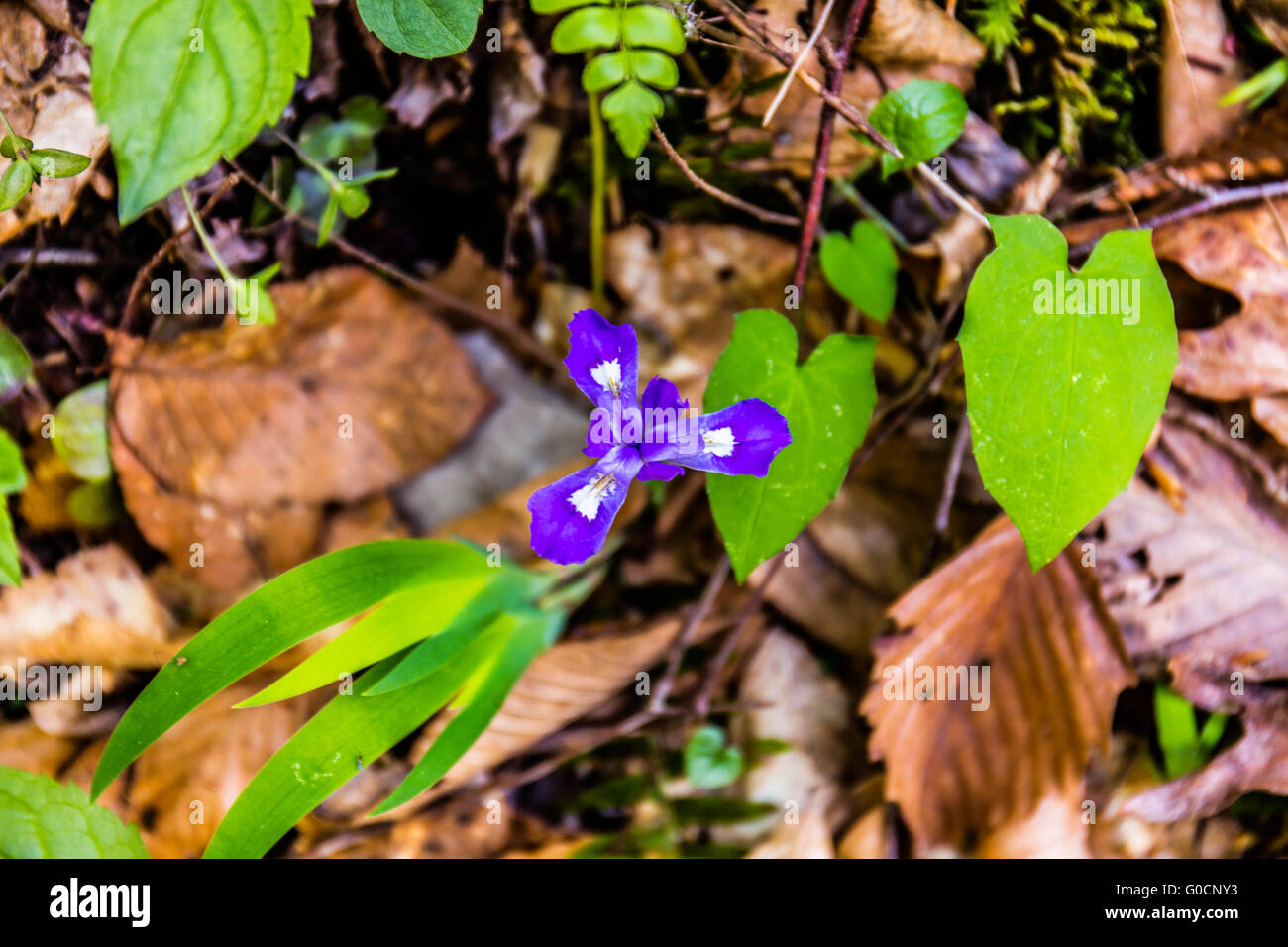 Flowers in Big South Fork Stock Photo - Alamy