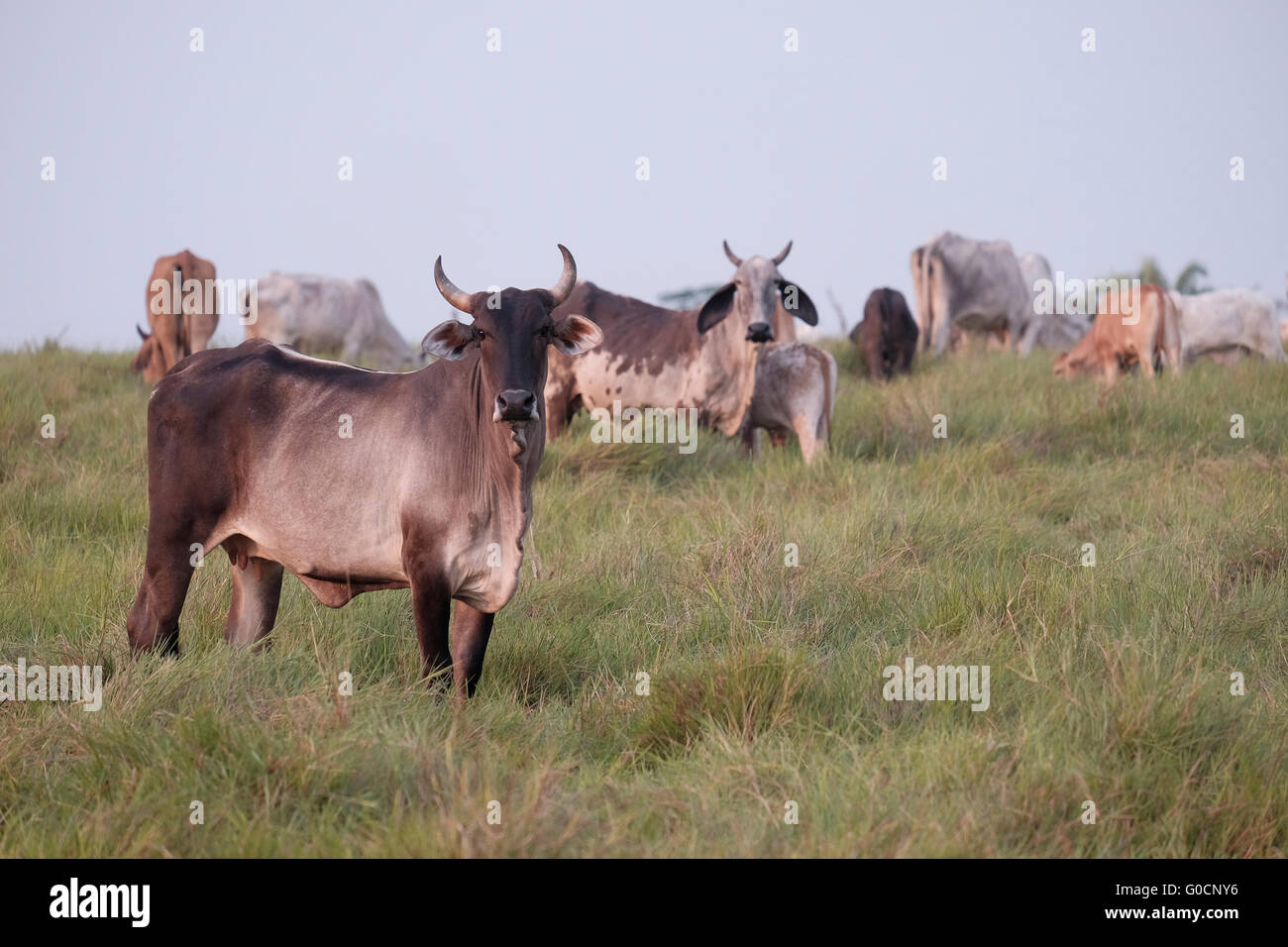 Cows grazing in Tamarindito rural area in the Petexbatun region of the ...