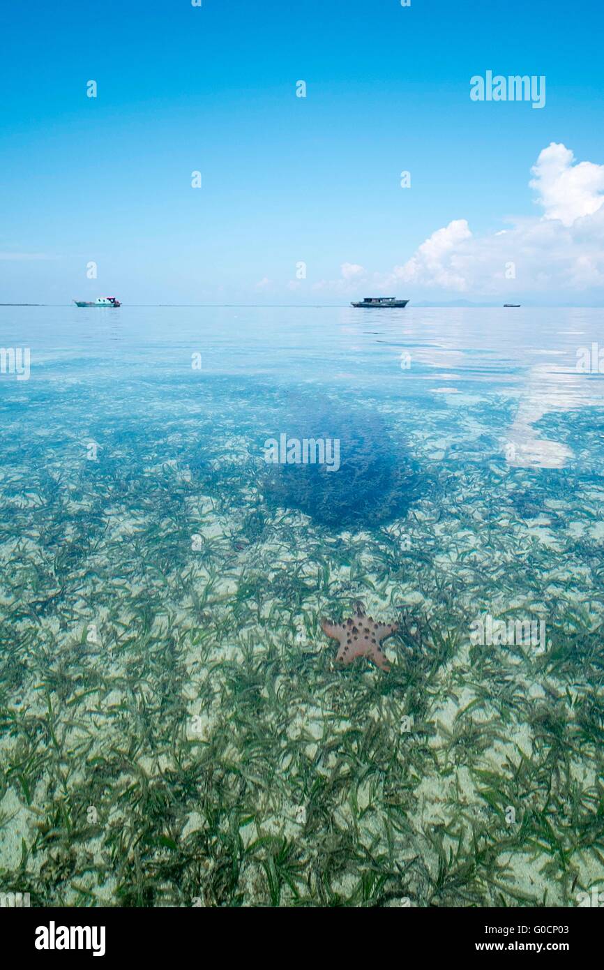 Unique starfish in the clear saltwater at Mabul Island, Malaysia Stock ...