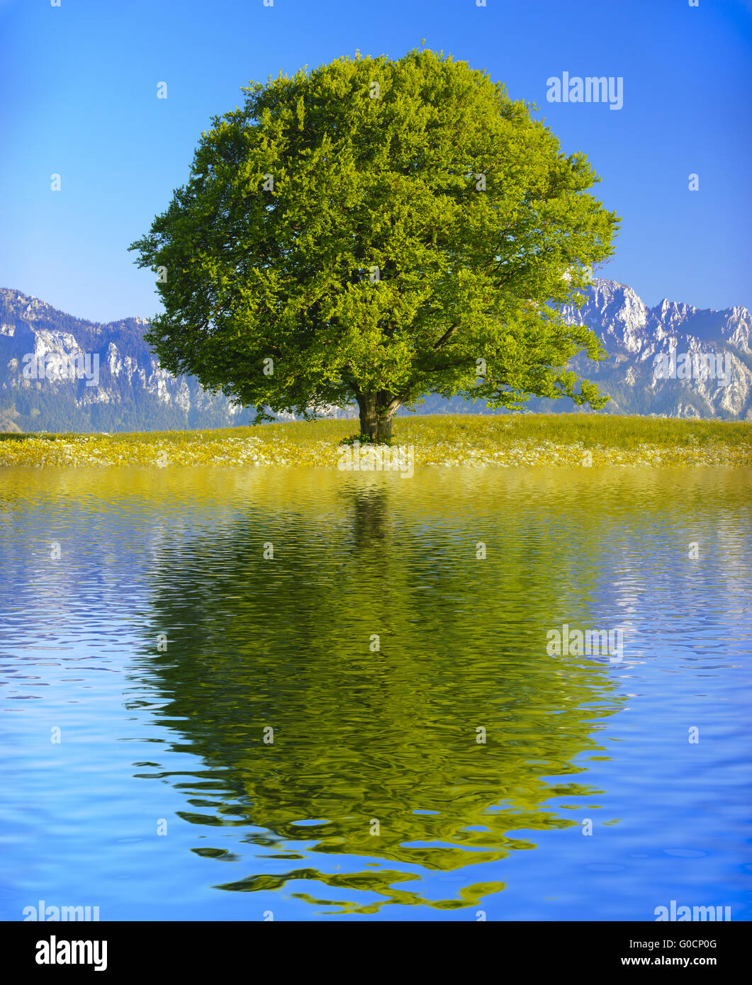 big old beech tree with reflection in lake Stock Photo - Alamy