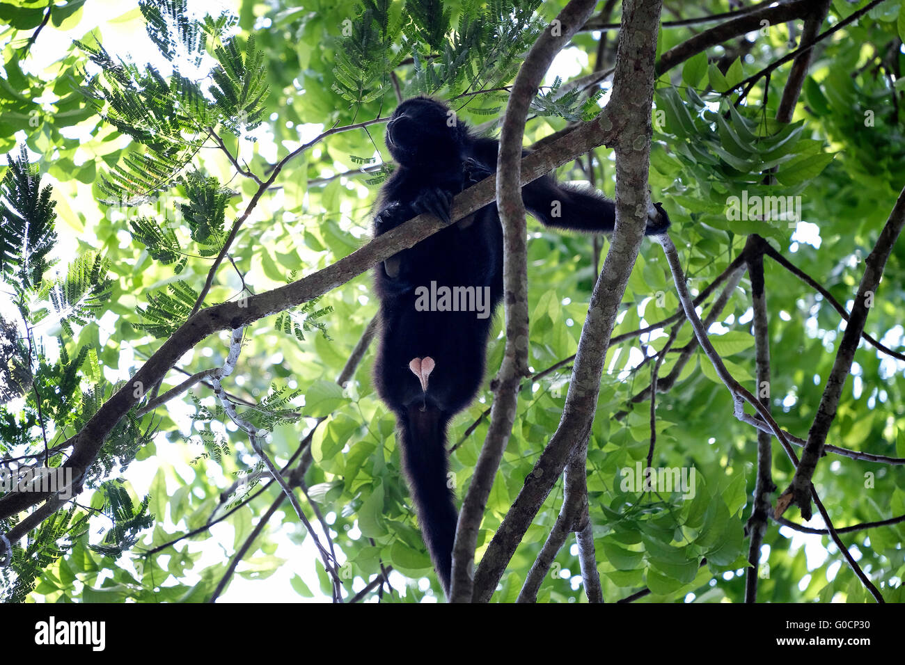 A Howler monkey in Yaxha a Mesoamerican archaeological site in the ...