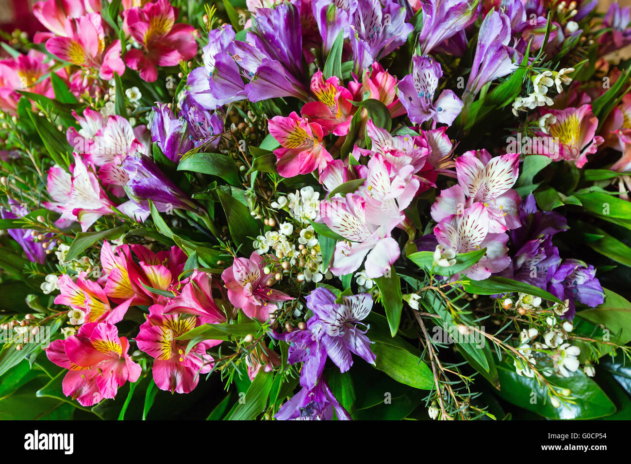 Big multicolor alstroemeria flowers bouquet Stock Photo - Alamy