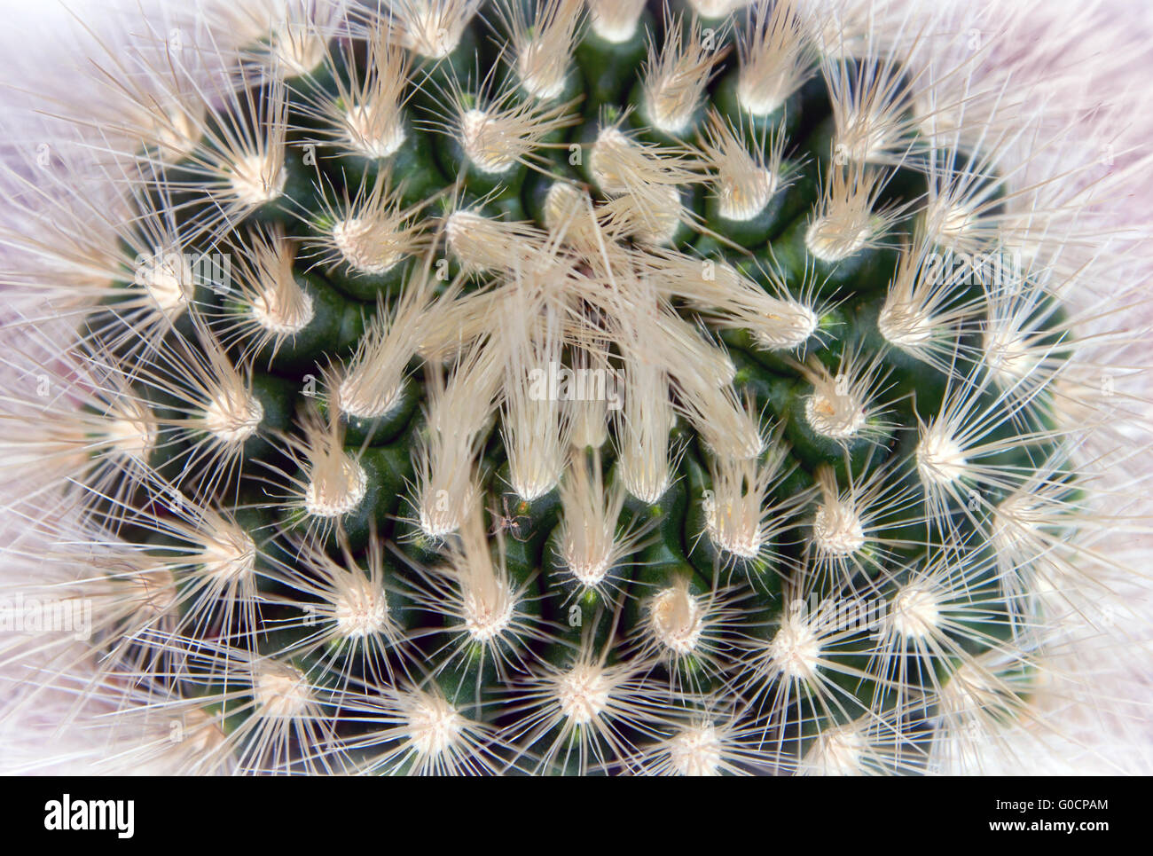 Green cactus thorn sphere hi-res stock photography and images - Alamy