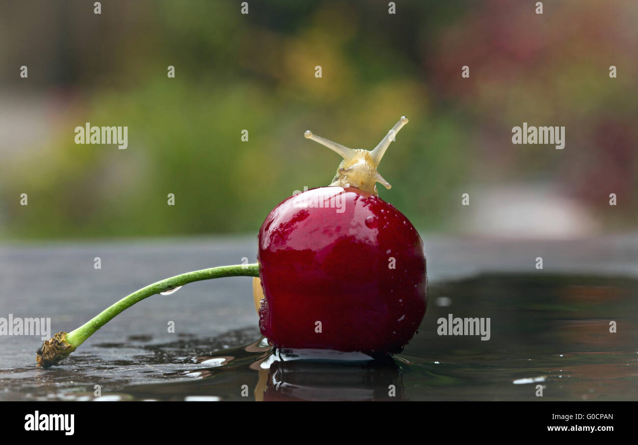 Snail & Cherry Stock Photo - Alamy