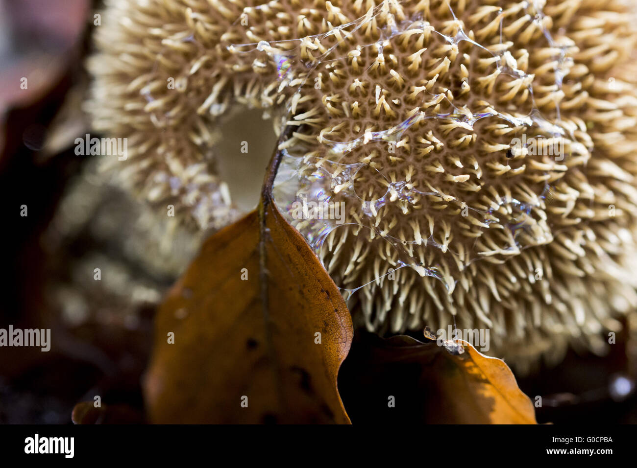 Brown puffballs hi-res stock photography and images - Alamy
