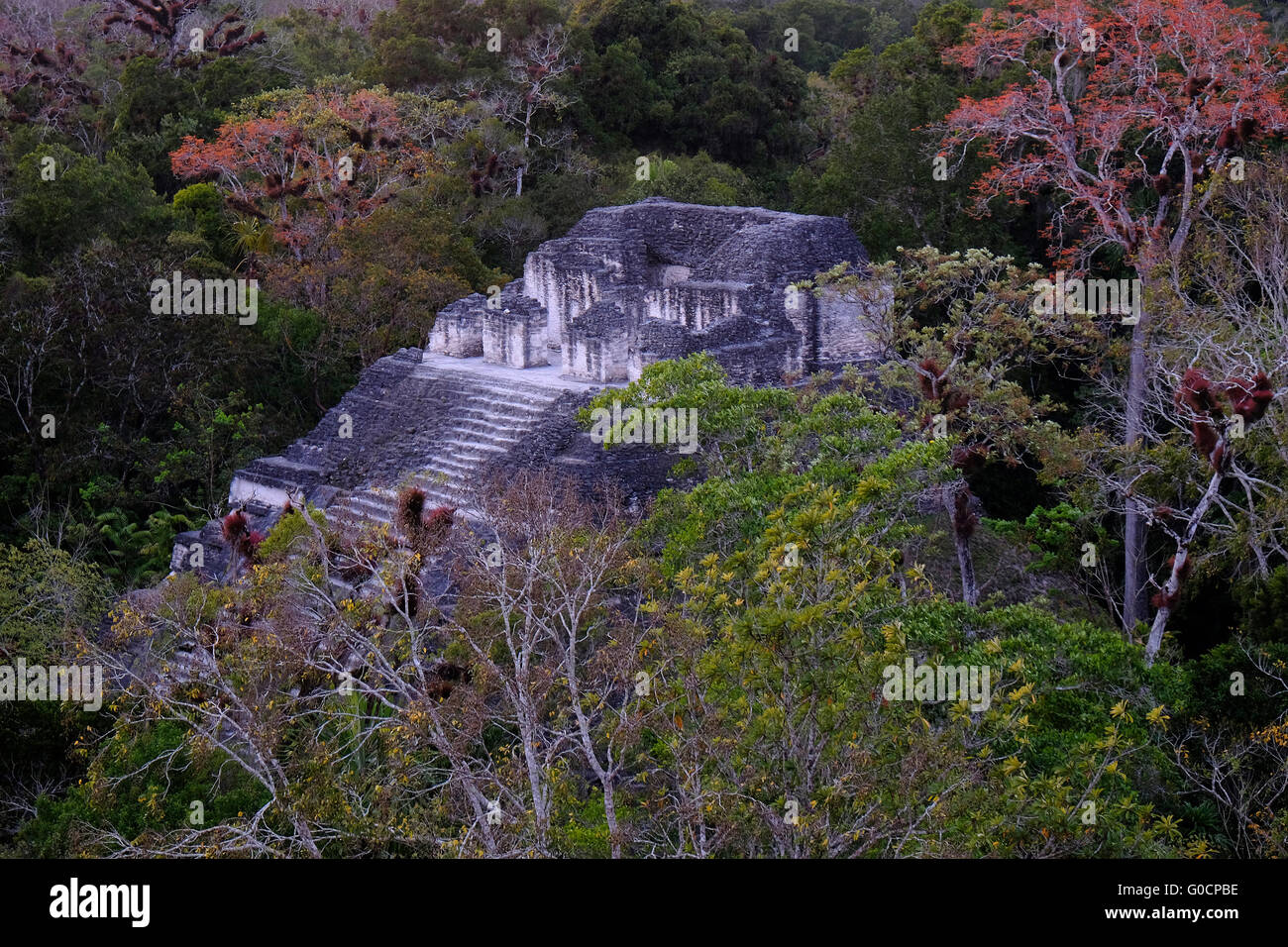 View of the jungle and ancient Mayan stepped pyramid temples at the ...