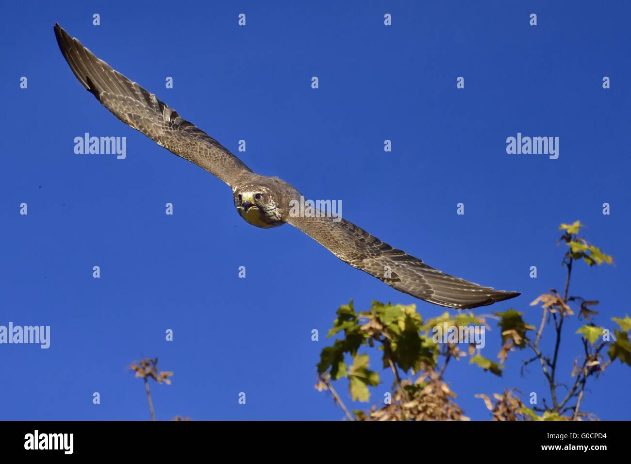 Peregrine falcon (Falco peregrinus) in fly Stock Photo - Alamy