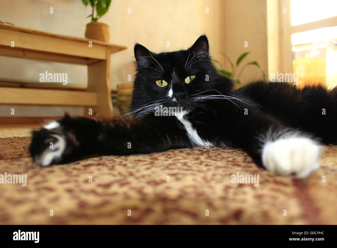 Black cat lolling on carpet hi-res stock photography and images - Alamy