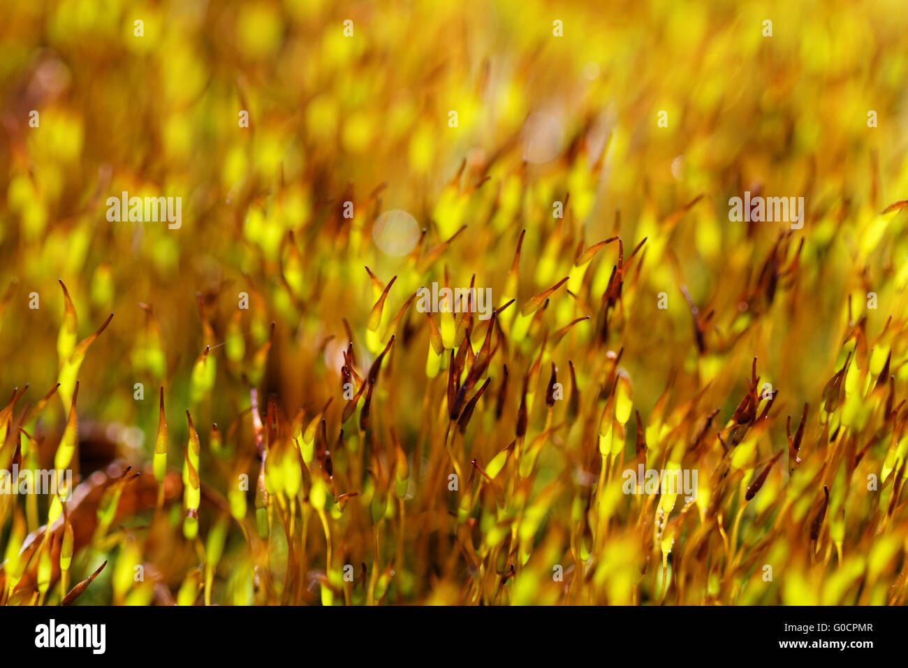 Close up photo lot of yellow moss Stock Photo - Alamy
