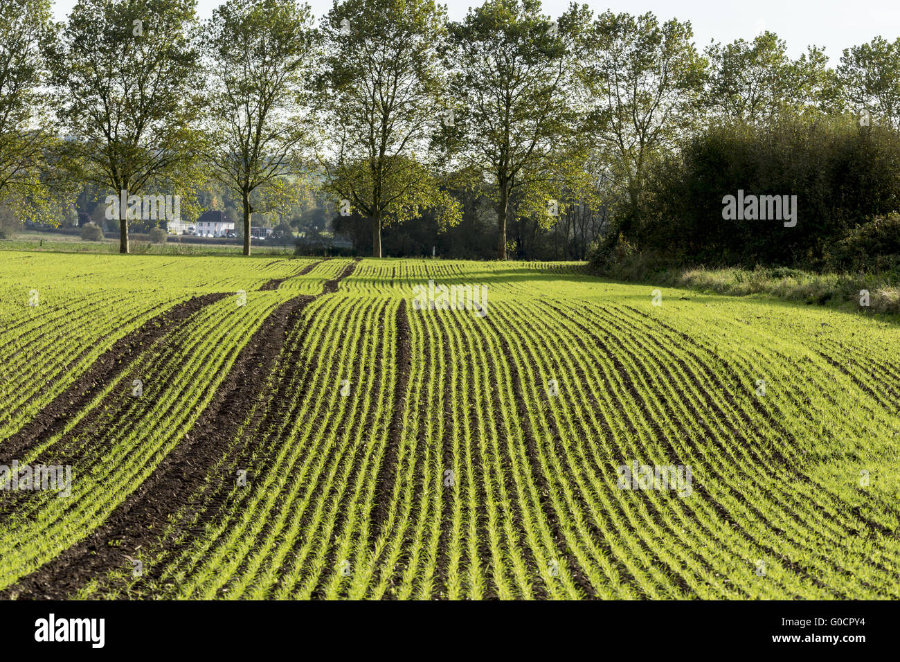 Shiny seed hi-res stock photography and images - Alamy