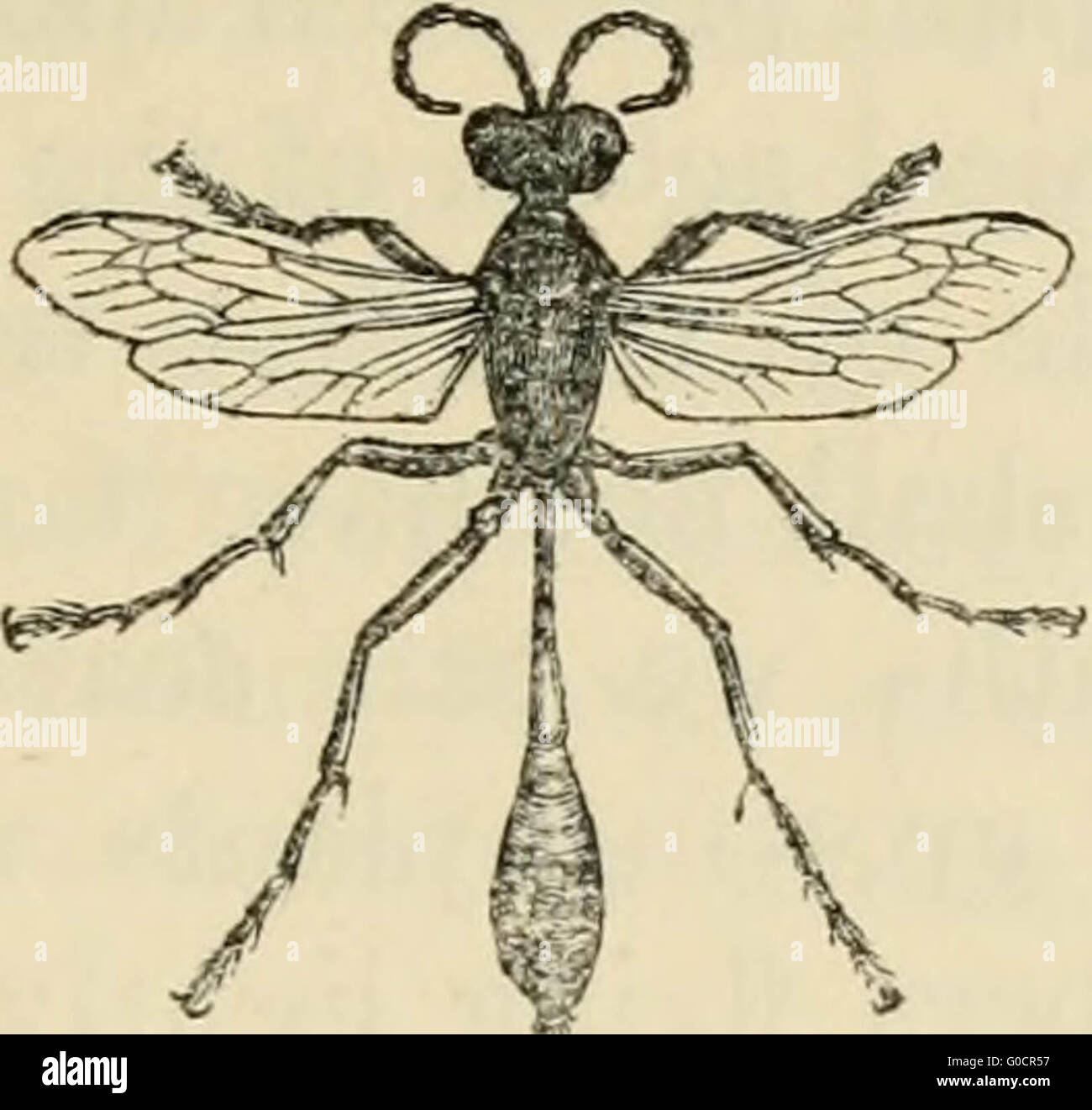 "Elements of entomology: an outline of the natural history and ...