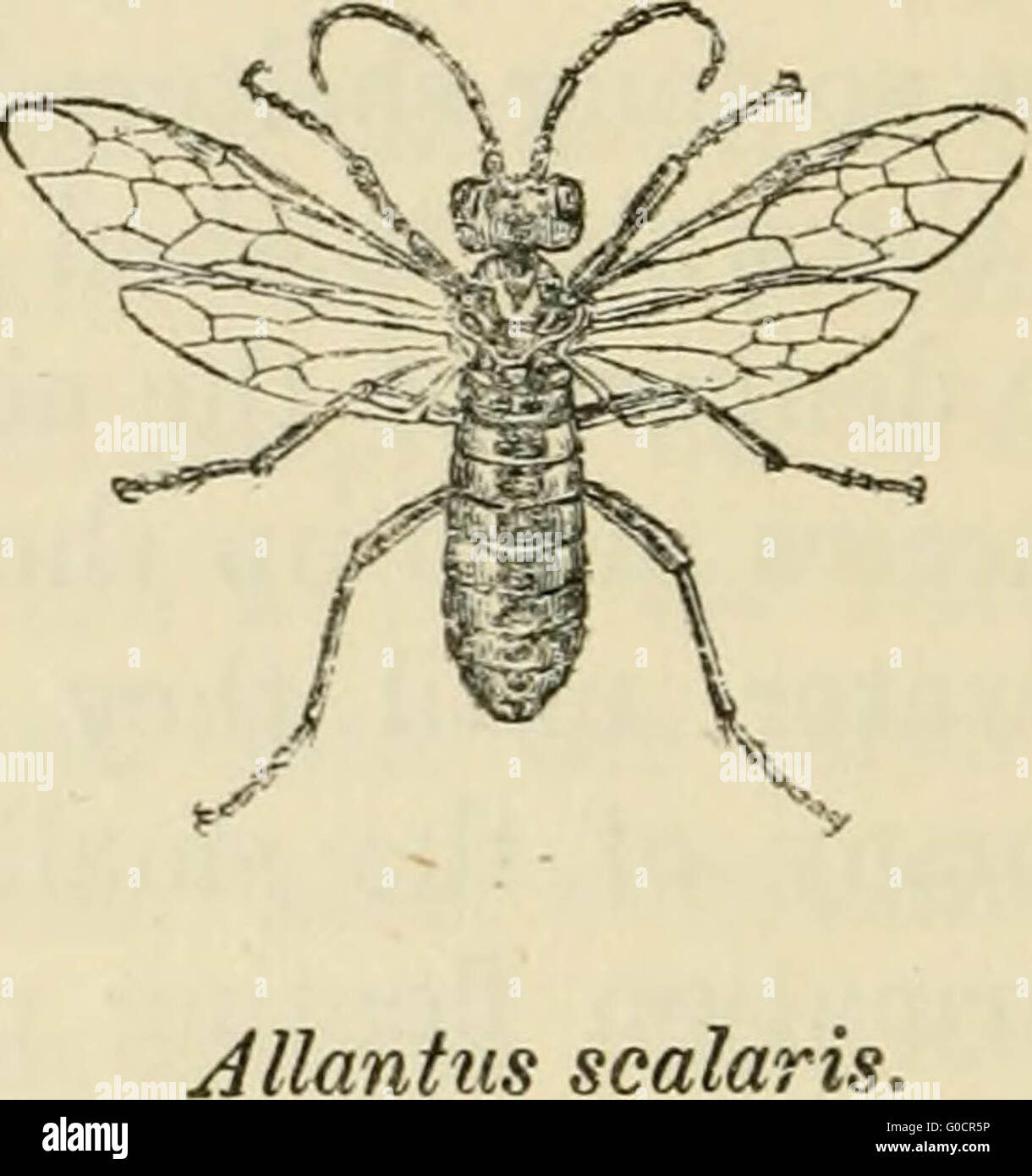 "Elements of entomology: an outline of the natural history and ...