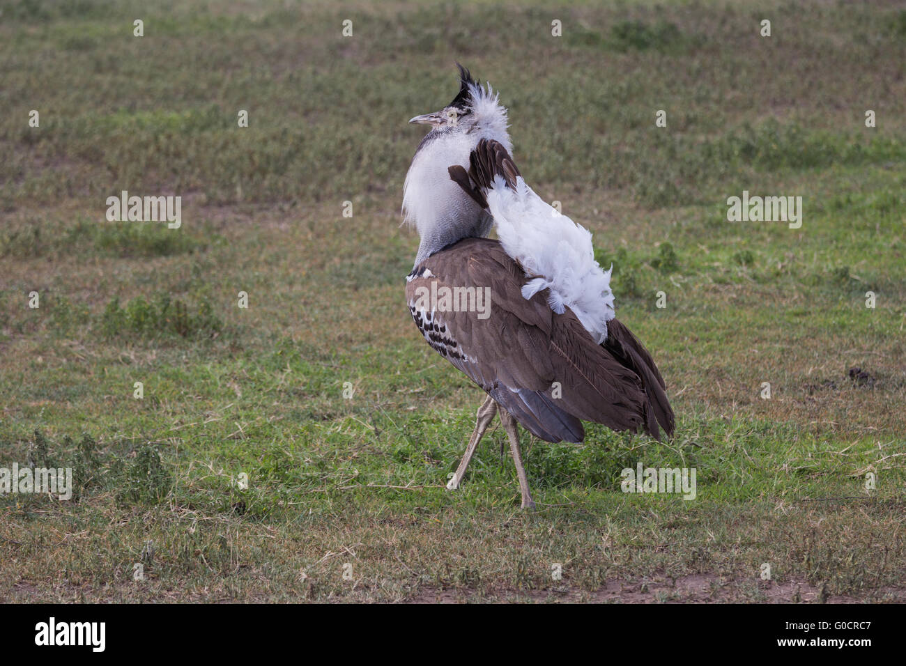 The Kori bustard is the largest flying bird native of Africa. Taken in ...