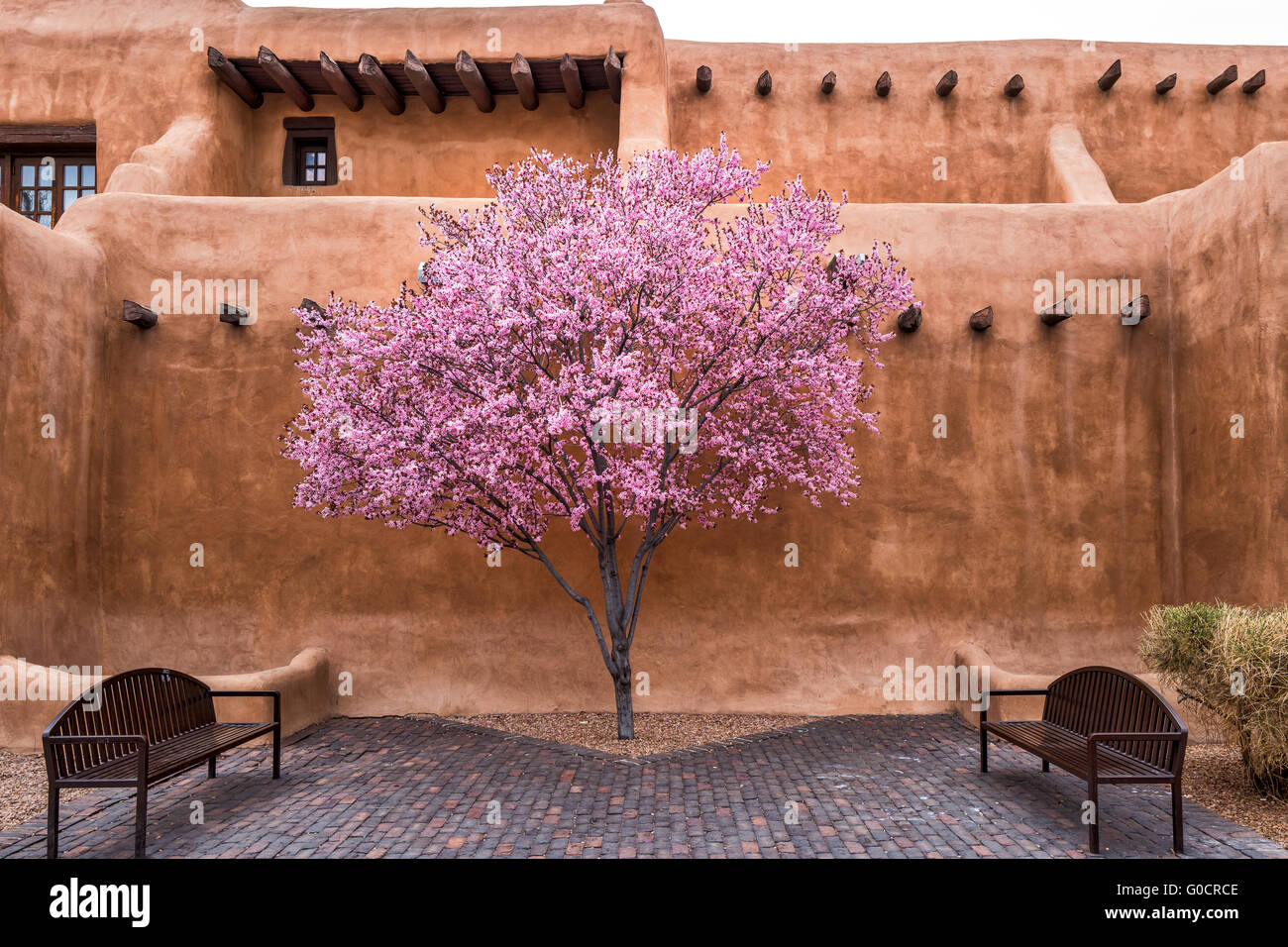 Santa Fe Spring - a flowering tree in a courtyard in downtown Santa Fe ...