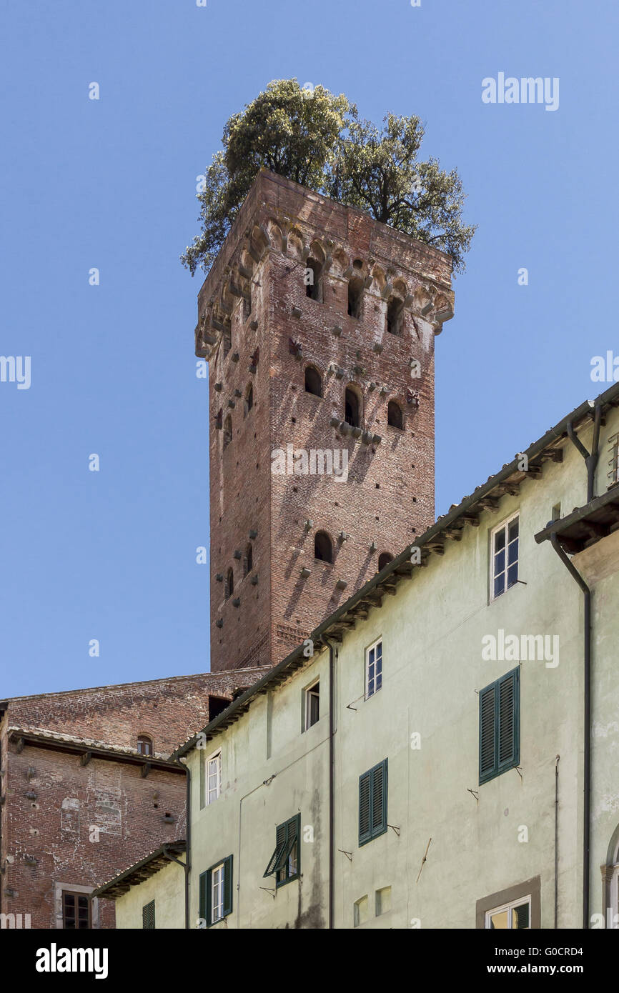 Lucca, Tower of Palazzo Guinigi with four trees Stock Photo - Alamy