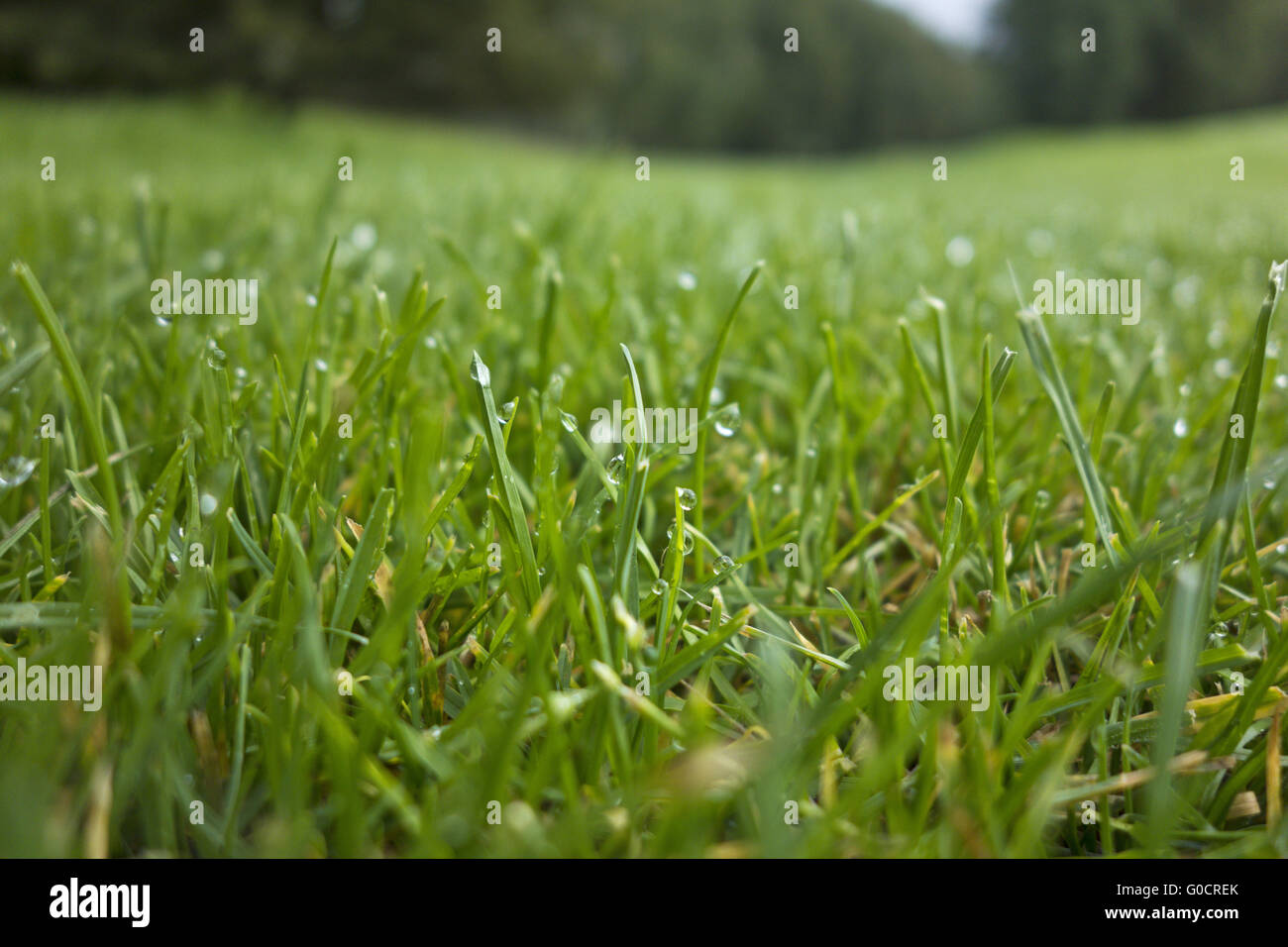 Wet grass plant hi-res stock photography and images - Alamy