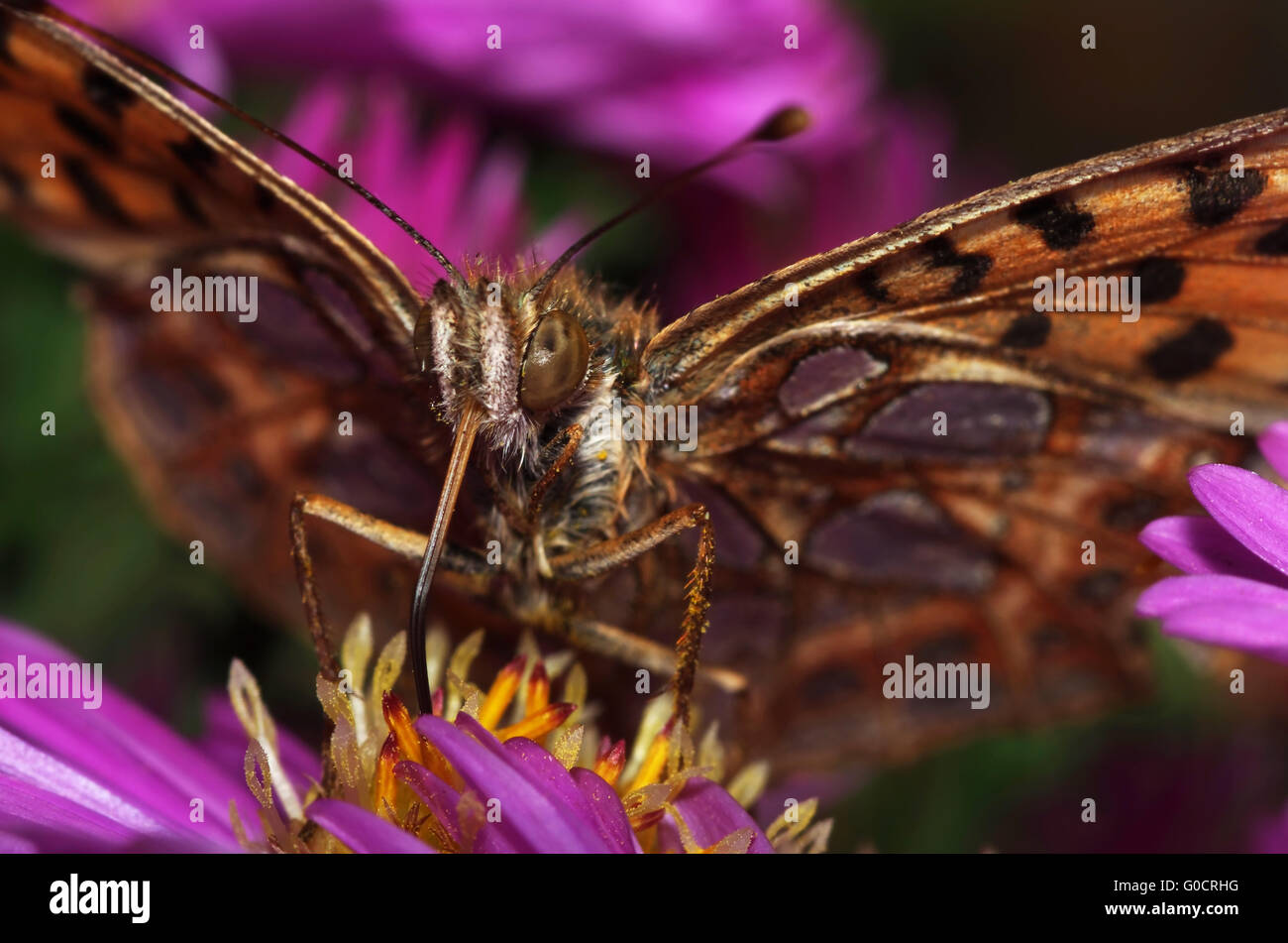 Unteransicht hi-res stock photography and images - Alamy