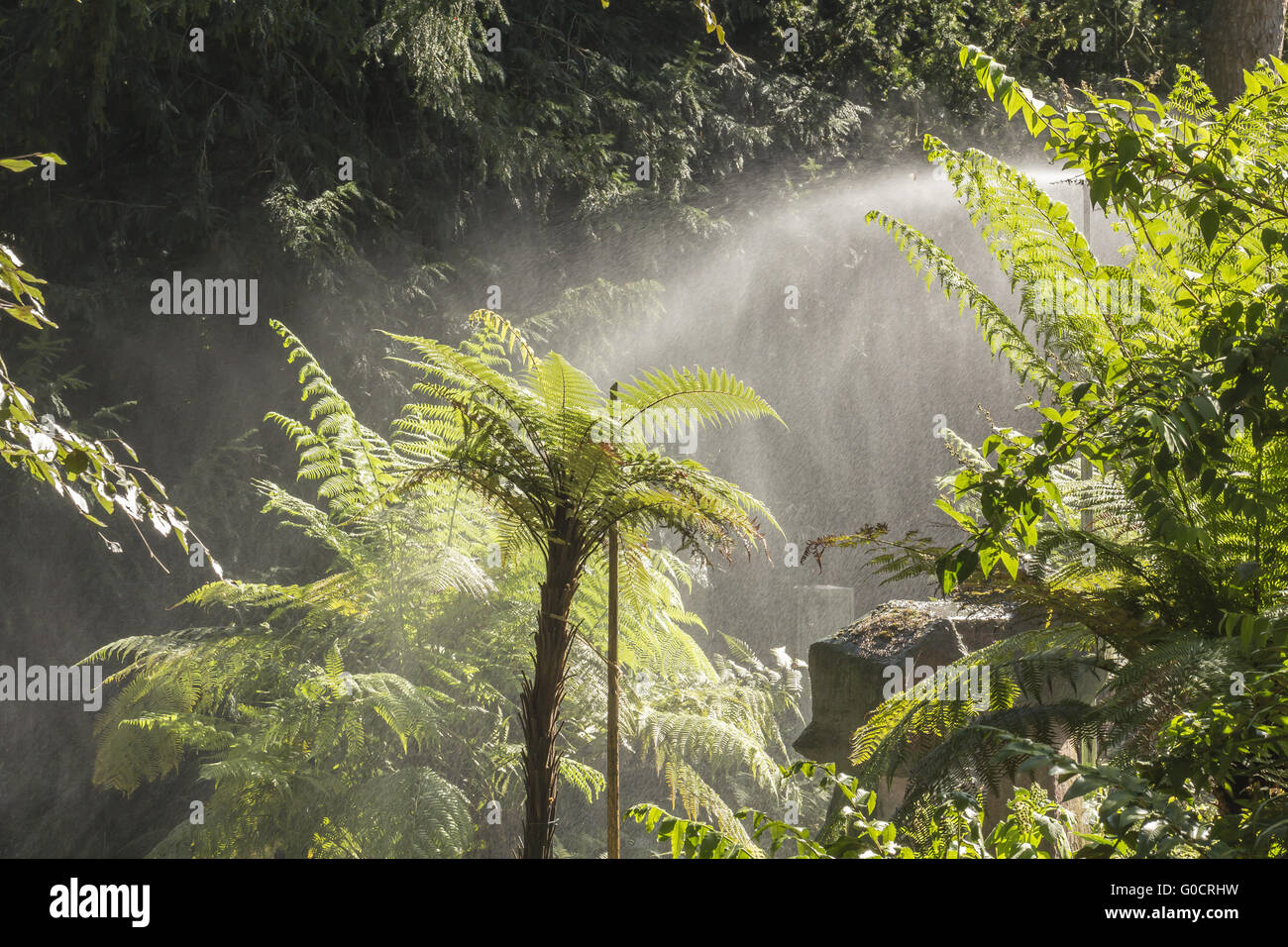 Slender tree fern hi-res stock photography and images - Alamy