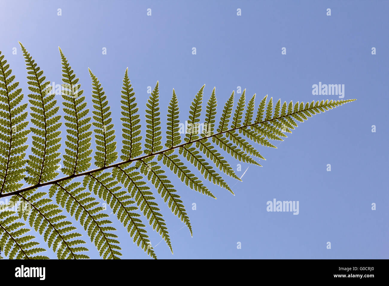 Dicksonia squarrosa, Rough tree fern, Slender tree Stock Photo - Alamy